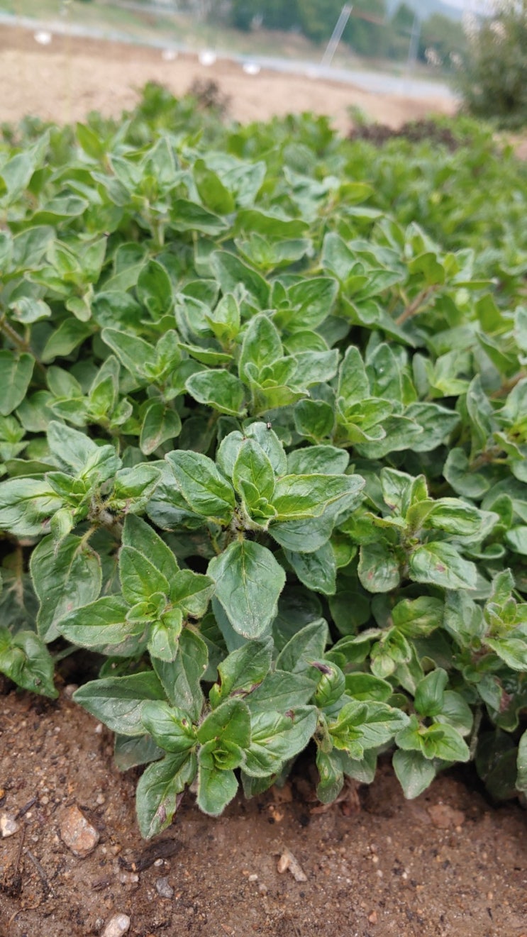 추위를 이겨낸 허브들- 오레가노(Oregano),레몬밤(Lemon balm),루꼴라(Rocket),민트(minnt) 등 ...