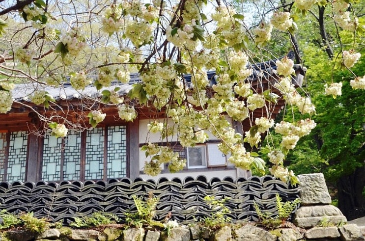 서산 상왕산 개심사 청벚꽃에 눈이 호강합니다 네이버 블로그