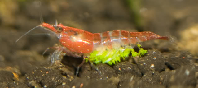 포란한 것만 같은 새우 기생충 엘로비옵시스(ellobiopsis) : 네이버 블로그