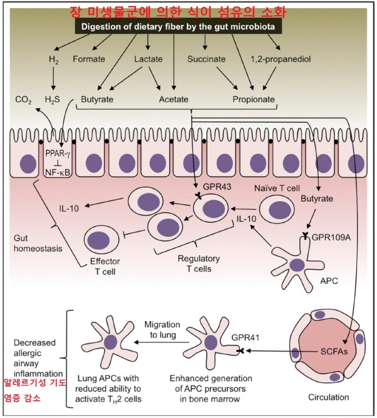 단쇄지방산(SCFA)의 원천인 식이 섬유 특히 가용성(수용성) 식이섬유(soluble dietary fiber): 염증성 질환의 ...