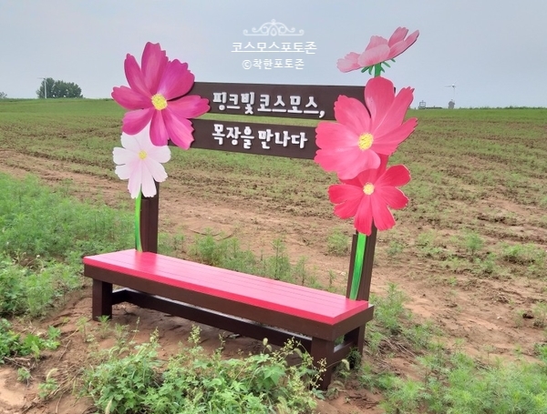 가을 포토존 만들기- 코스모스 포토존 제작 2탄!! : 네이버 블로그