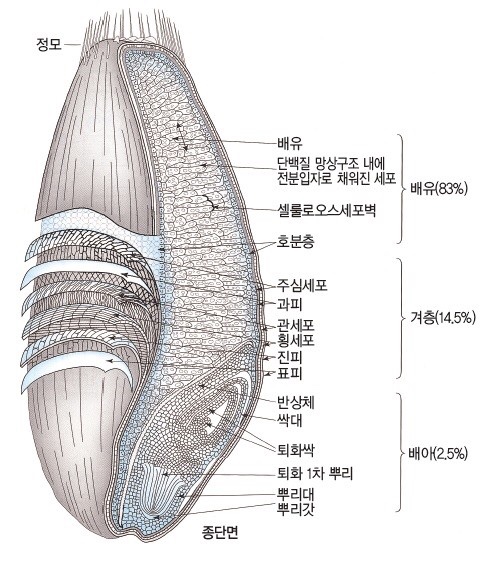 식품재료학)곡류-밀 화학적,물리적,기능적,영양학적 특징 : 네이버 블로그