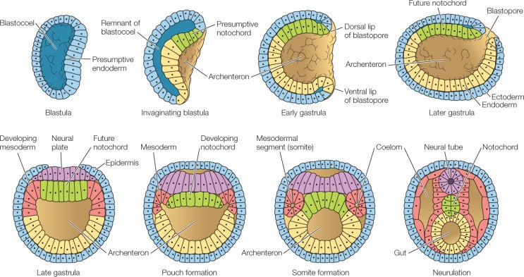 [발생학] 배엽(Germ layer)의 발생, 외배엽, 중배엽, 내배엽 Gastrulation, EMT : 네이버 블로그