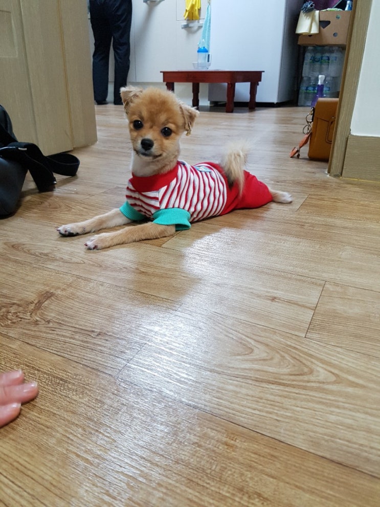 대전타로&사주 율'블랙홀:넘 사랑스런 우리반야(스님네 강아지 ㅋㅋ) : 네이버 블로그