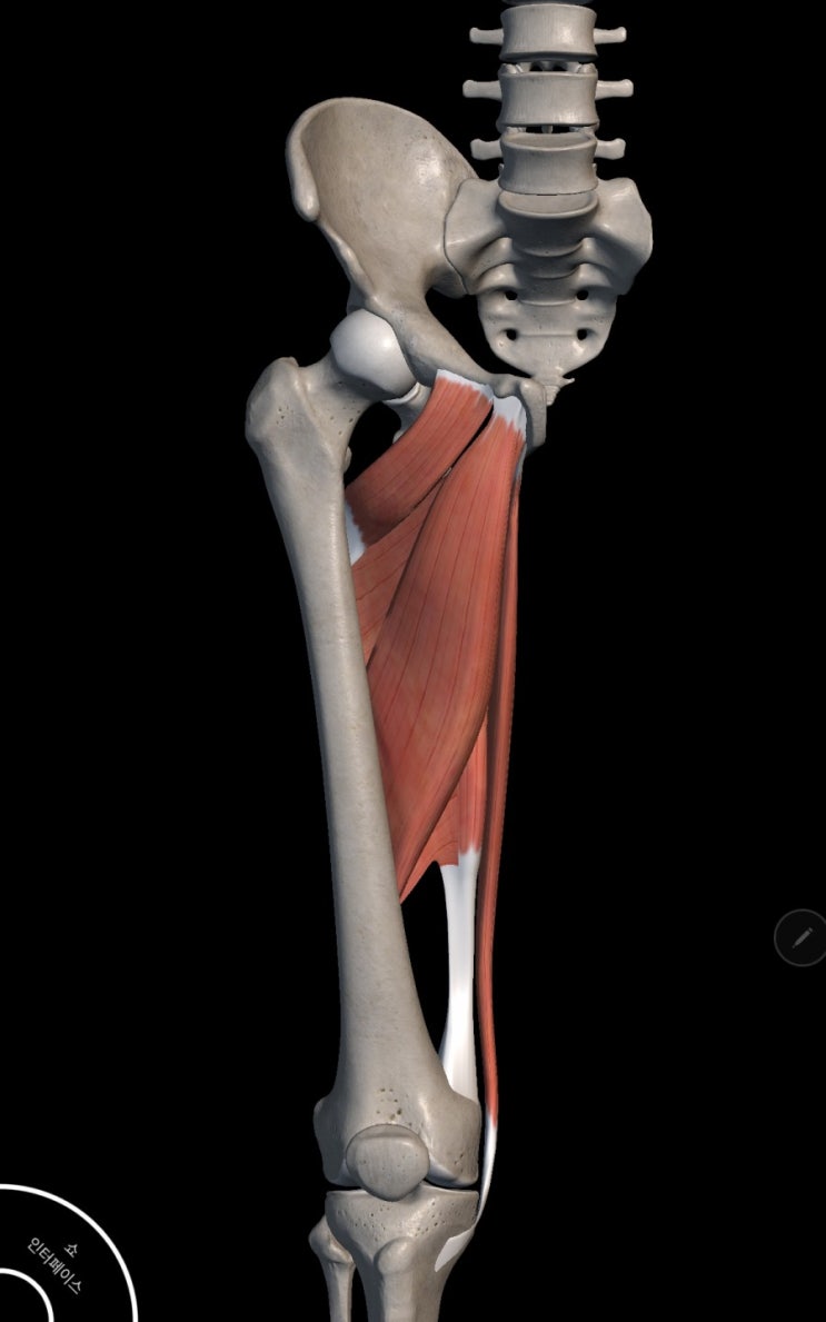 5가지 내전근(adductor group,pectineus, longus, brevis, magnus, gracilis) 기시 ...