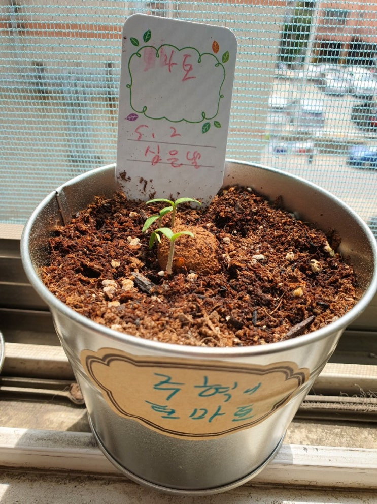 집콕하면서토마토키우기새싹이잘자라고있어요~ : 네이버 블로그