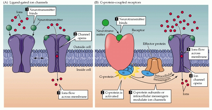 [생리학] 신경전달물질(Neurotransmitter)의 종류, 니코틴성 수용체와 무스카린성 수용체 : 네이버 블로그