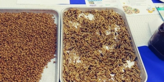음식물처리 재활용산업 사료곤충동애등에사료사업 및 태양광건축물 곤충사육사 버섯재배사 융복합사업 네이버 블로그