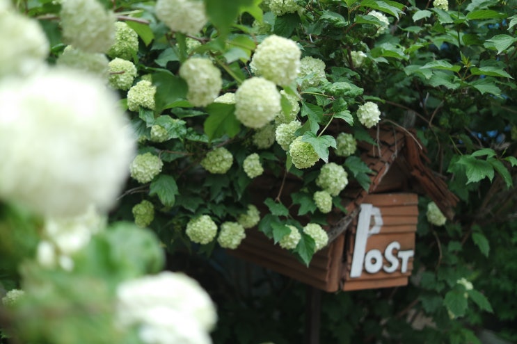 매일매일이 감사한 오월 : 네이버 블로그