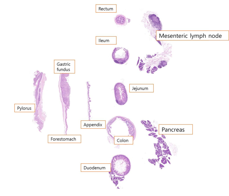 Mouse & Rat Intestine 검체제작 : 네이버 블로그