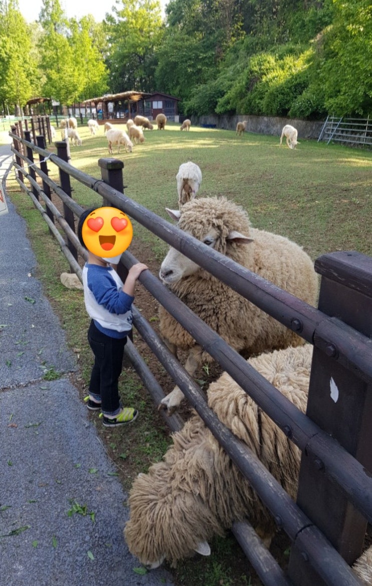인천양떼목장♡늘솔길공원♡아이와가볼만한곳♡숲속놀이터♡역세권공원♡공짜로 양먹이줄수있는곳 네이버 블로그