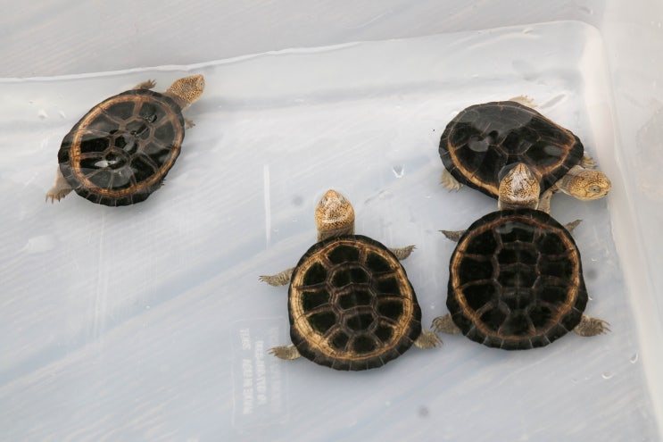 Upemba mud turtle(Pelusious upemba) 소개 및 분양 : 네이버 블로그