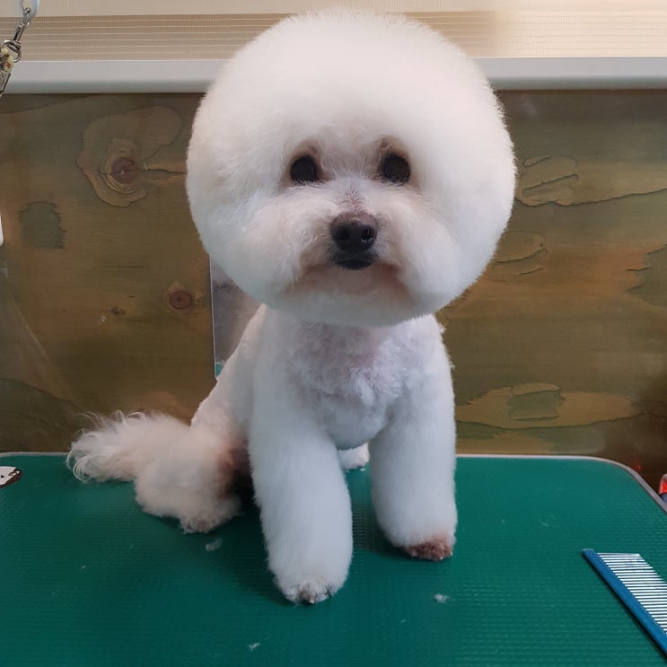 모모부산비숑미용부산비숑하이바대연동강아지미용 남구강아지미용경성대강아지미용 용호동애견미용 광안리애견샵 수영구애견샵