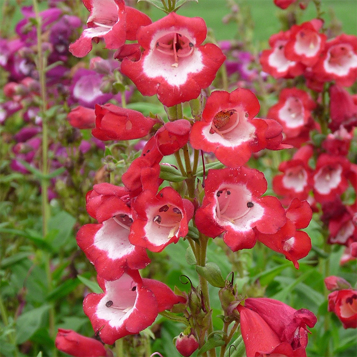 펜스테몬 : 네이버 블로그