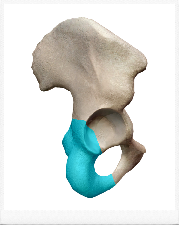 [해부학 - 의대생도 보는 골학] - 볼기뼈(관골ㆍhip bone) : 궁둥뼈(좌골ㆍischium) : 네이버 블로그