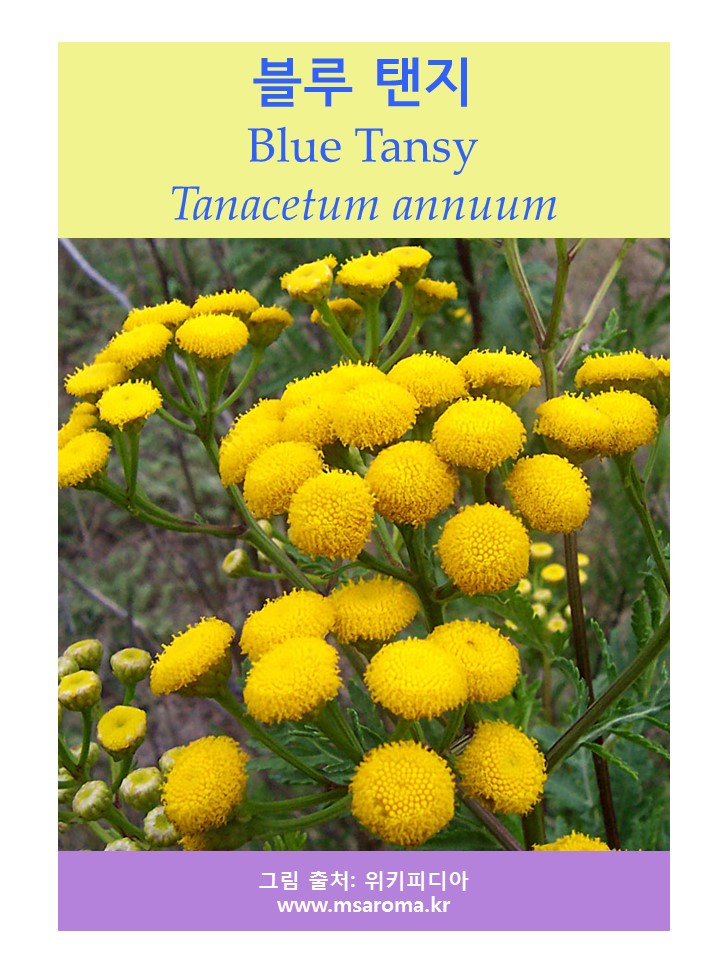 블루 탠지#블루탄지 : 네이버 블로그