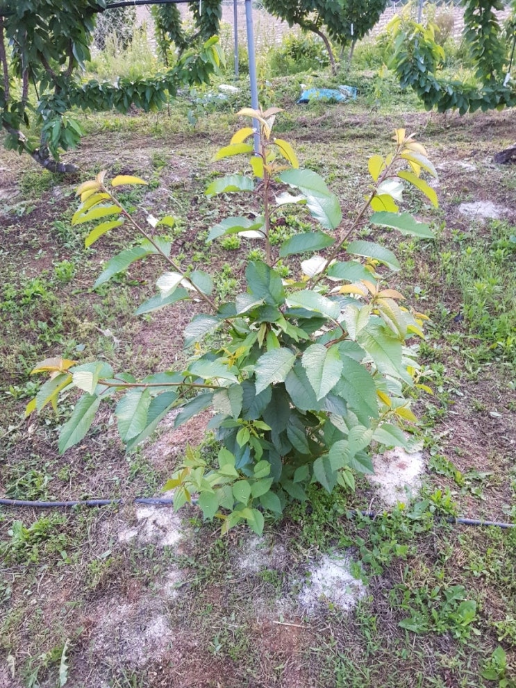 1~2년차 체리나무 수형잡기중! : 네이버 블로그