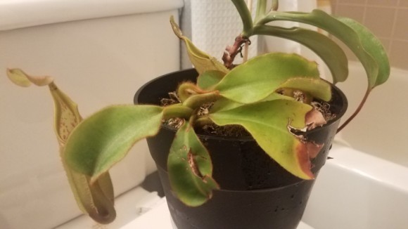 네펜데스 베이치 "바리오" BE-3734 : 네이버 블로그