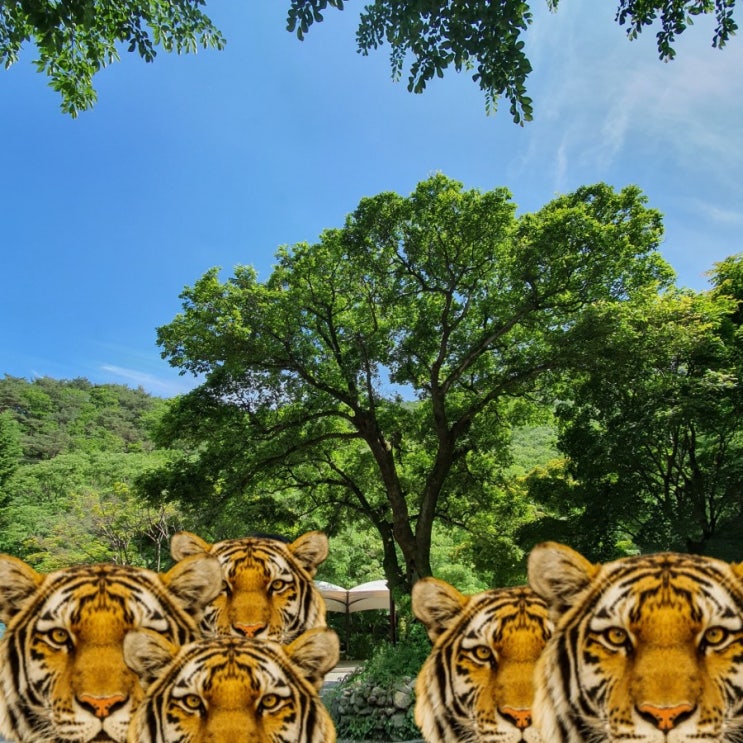 계룡산 바이오블리츠 OT : 네이버 블로그