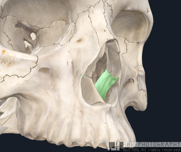 콧구멍을 파면 inferior nasal concha(아래코선반, 하비갑개) 가 만져질까? - 해부학 그림 : 네이버 블로그