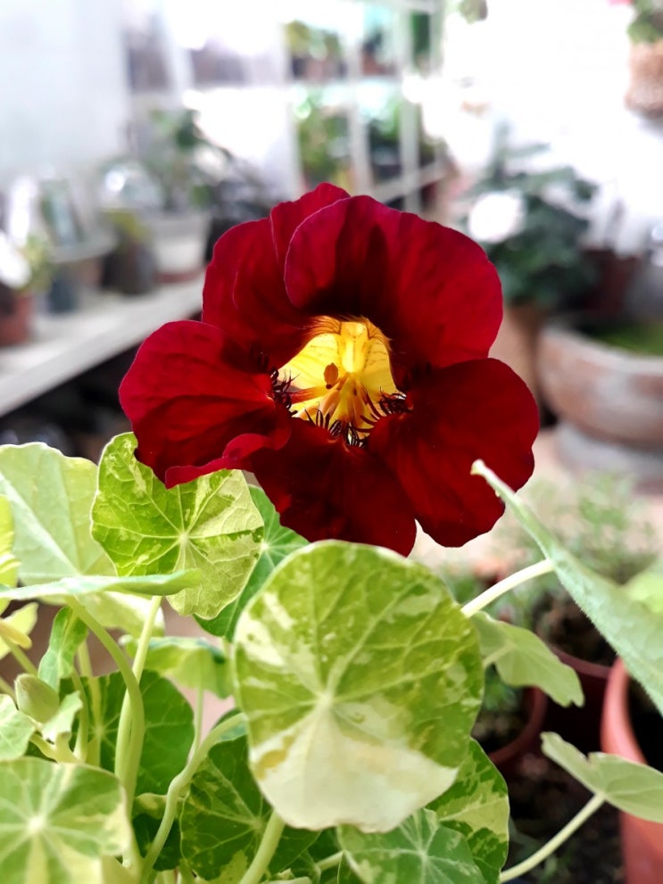 Alaska red shades : 네이버 블로그