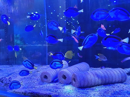 블루탱 (P. hepatus) : 네이버 블로그