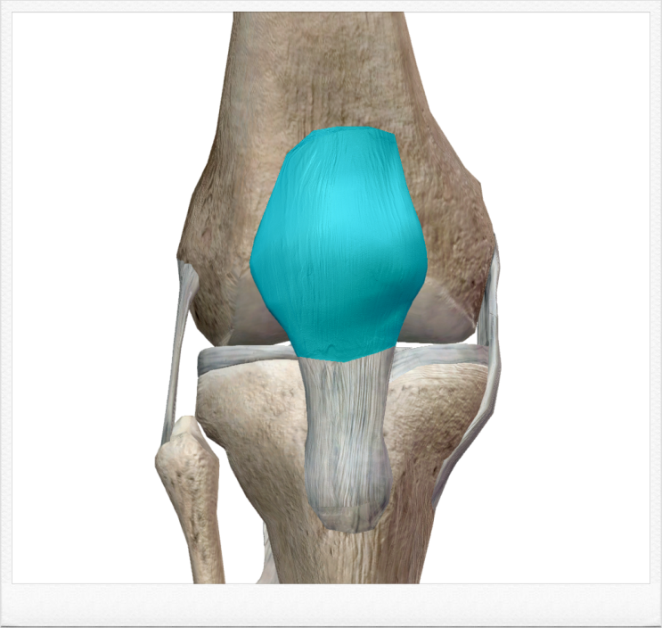 [해부학 - 의대생도 보는 골학] - 무릎뼈(슬개골ㆍpatella) : 네이버 블로그