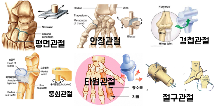 관절의 분류 관절의 종류 가동관절에 대해서 답십리pt신답역pt장안동pt 직선퍼스널트레이닝 네이버 블로그