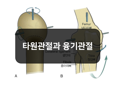 형태에 따른 윤활관절의 분류 2부타원관절 융기관절 네이버 블로그