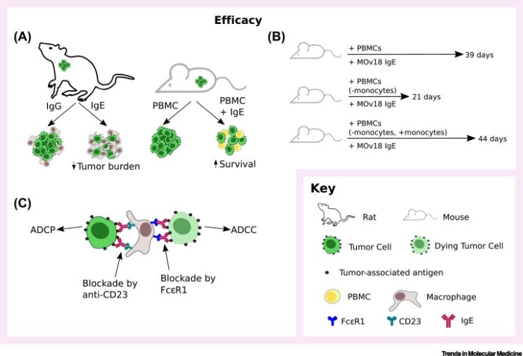 Epsilogen MOv18 IgE 원리, Fc "Epsilon" Receptor1에서 사명 따옴 : 네이버 블로그