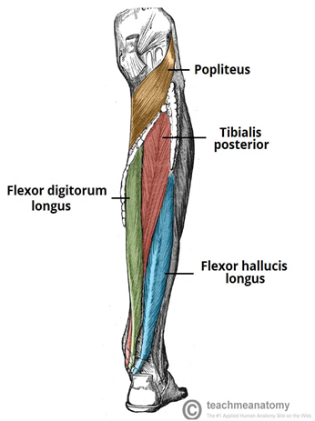 Flexor muscle groups : 네이버 블로그