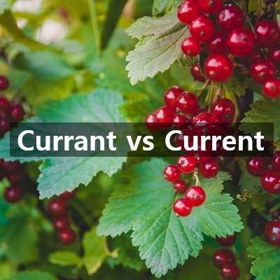 546. 헷갈리는 영어 표현 - Currant vs Current : 네이버 블로그