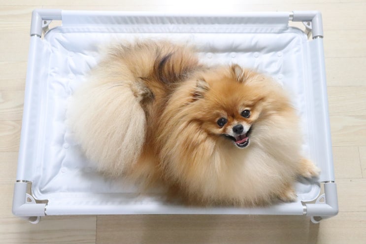 디팡 애견쿨매트 해먹형태라 시원해요 : 네이버 블로그