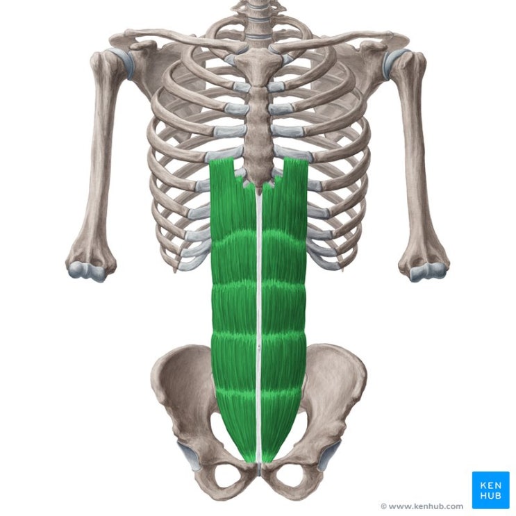 복근 - 복직근(Rectus abdominis), 복사근(Oblique abdominis), 복횡근(Transverse ...
