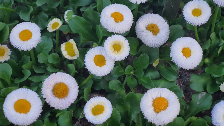 대학교수의 대리강의 연구실적물표절 학사관리부적절 대학에 부정적인식 확산과 주요정책 차질 초래 등 이유 해임처분과 교원소청심사