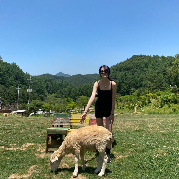 홍천 휘바핀란드 휘바핀란드 펜션 이용 후 양떼목장 양들이 졸졸졸 ~ 네이버 블로그