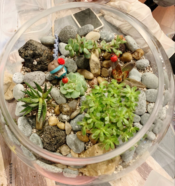 성인원예치료 강남구 원예치료 테라리움 다육식물 심기 힐링감성원예치료 네이버 블로그
