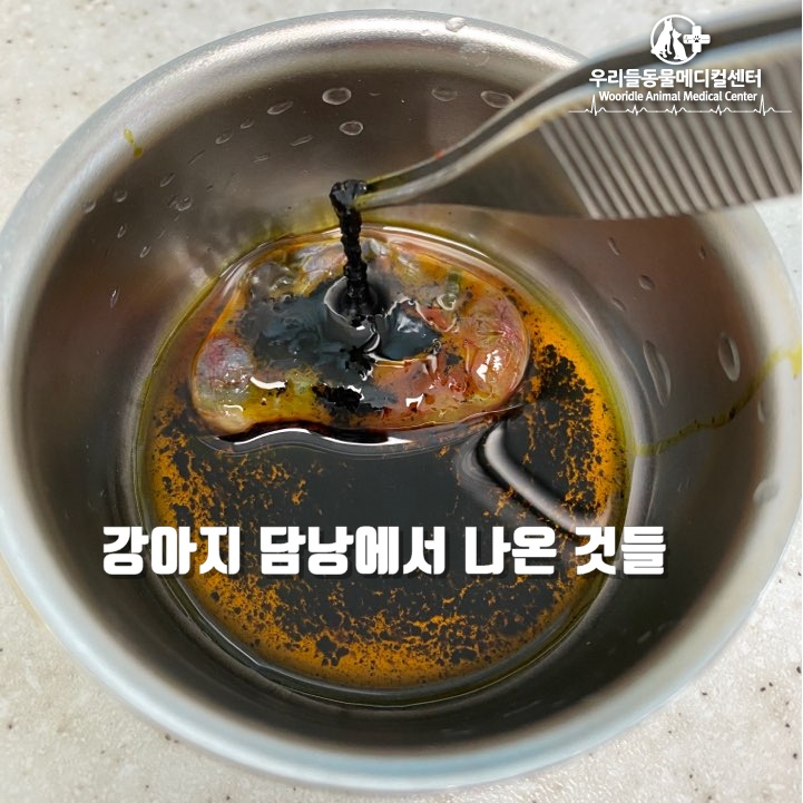 12살 강아지 황달 증상 보여 병원 내원 강아지 담낭점액종 슬러지 치료 노령견 담낭 제거 수술 네이버 블로그
