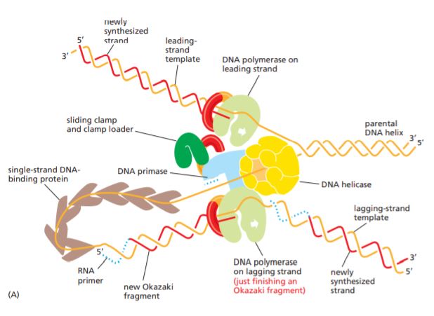 DNA replication,repair, and recombination : 네이버 블로그