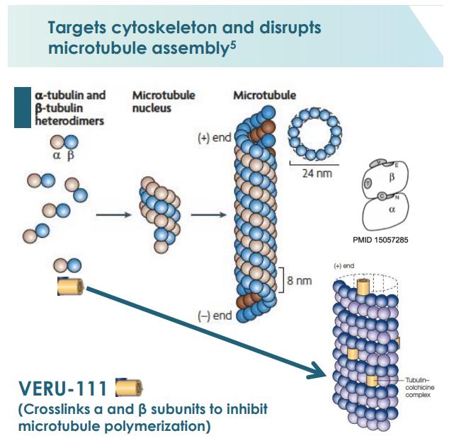 전립선암에 대한 신약, veru-111 : 네이버 블로그