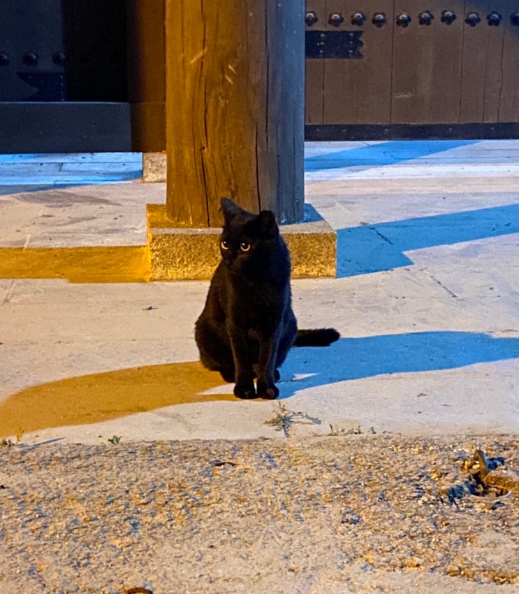 개와 고양이의 시간 : 네이버 블로그