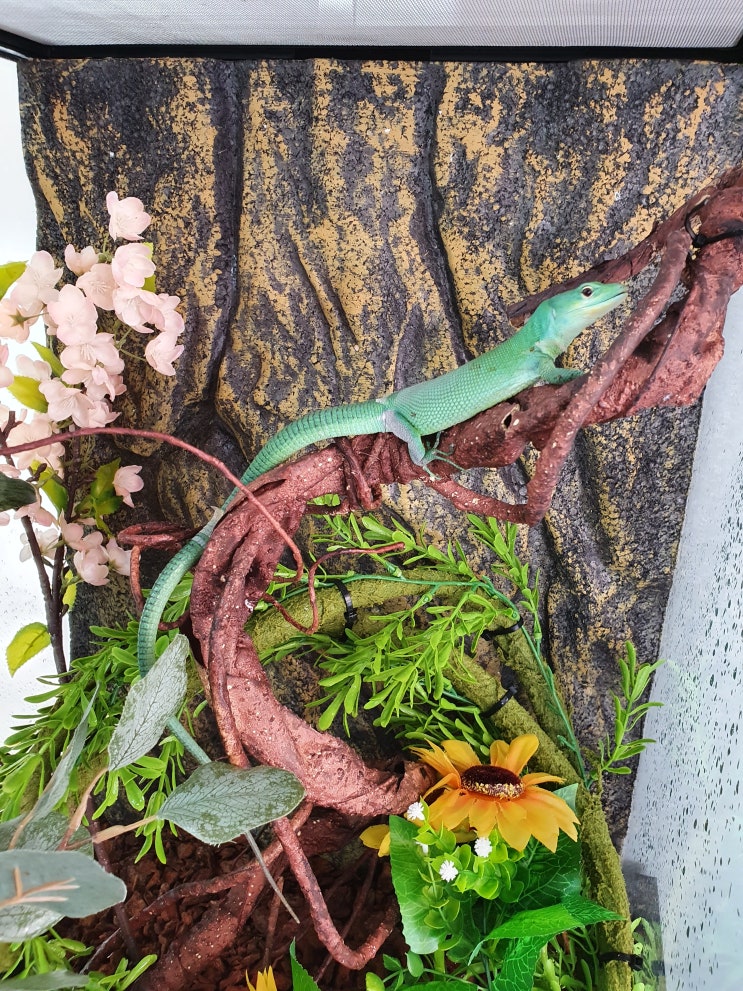 수원 화성 파충류샵 리틀게코 6월 3째주 생물입고호스필드 육지거북 실버텅스킨크 프라시나 펜서카멜레온 네이버 블로그