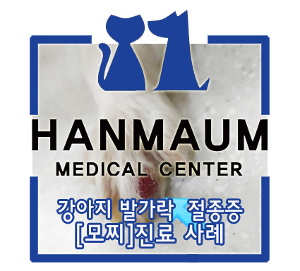 Interdigital furunculosis /발가락사이 절종증/발가락사이 종기증/강아지발가락종기/강아지발가락부음/강아지발가락 ...