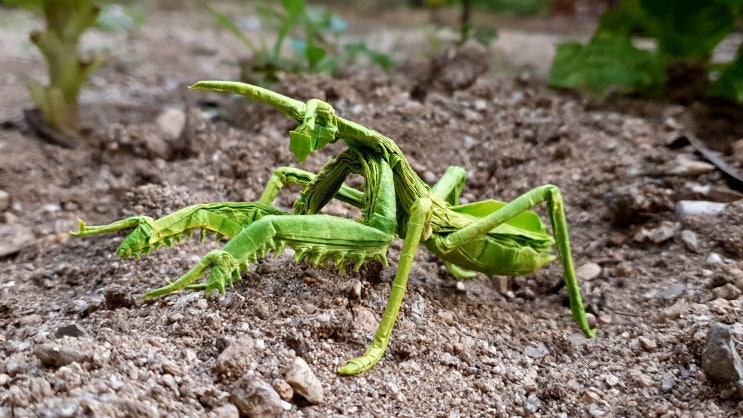 Praying mantis : 네이버 블로그