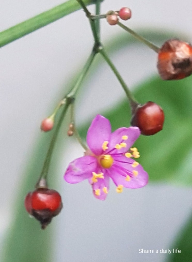 탈리늄(세시화,잎안개꽃) : 네이버 블로그