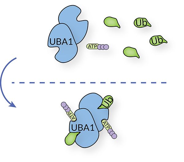 [UB CONJUGATION_E1s/E2s/E3s] Ubiquitin Activating Enzyme (UBA1), human ...