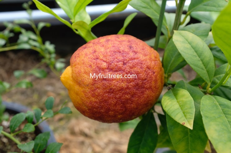 Citrus Limon 'Rosso' 로쏘 레몬 (A.K.A 빨간레몬) : 네이버 블로그