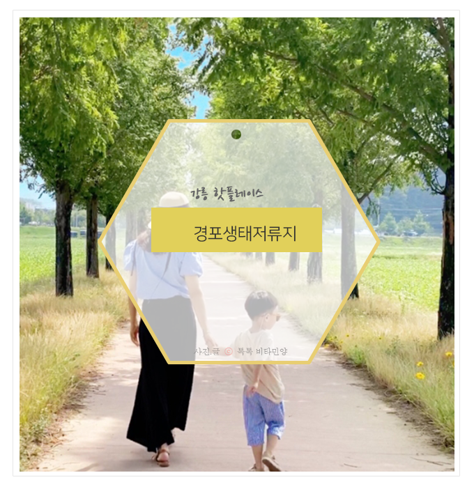 강릉 경포생태저류지 메타세콰이어길 인생샷 남기기 좋은 핫플레이스 네이버 블로그