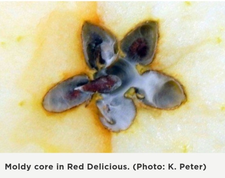Moldy Core Of Apple : 네이버 블로그