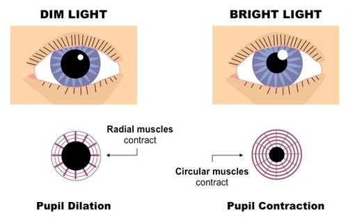 기본간호) 동공반사, pupil reflex : 네이버 블로그